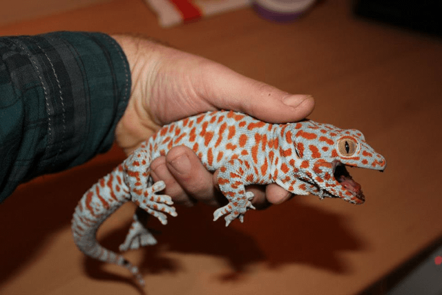 Three To Get Ready Tokay Gekko Gecko Gecko Time Gecko Time Three To Get Ready Tokay Gekko Gecko Gecko Time Gecko Time