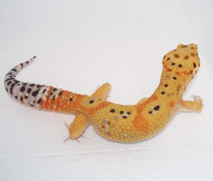 tangerine-leopard-gecko - Gecko Time
