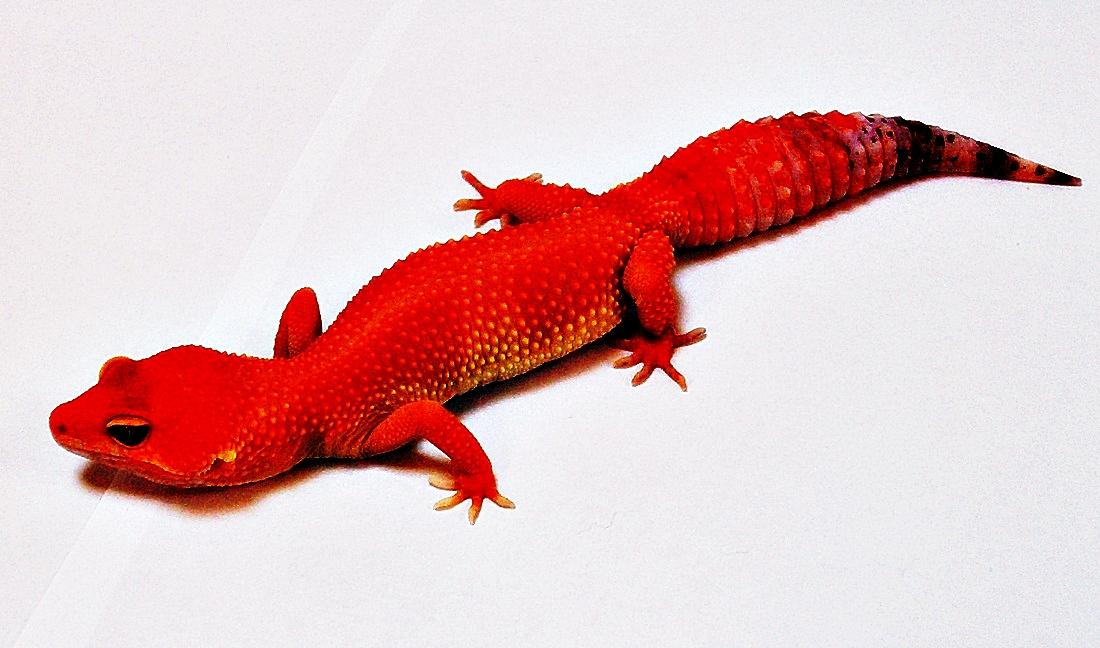 What Hatches Out of My Incubator Results - Gecko Time - Gecko Time