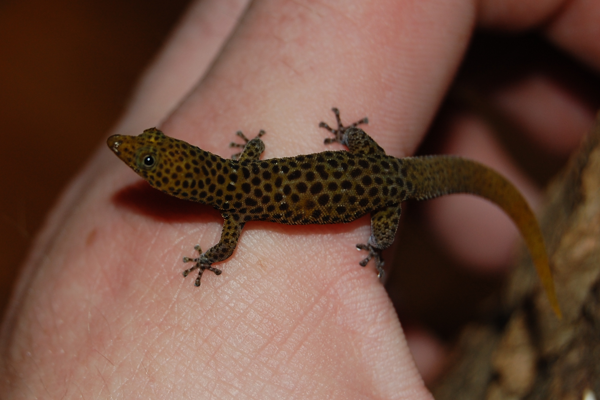 Sphaerodactylus - Alchetron, The Free Social Encyclopedia