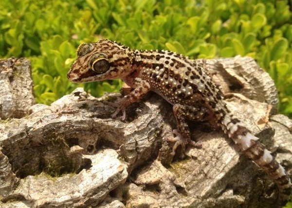 Party Geckos! - Gecko Time