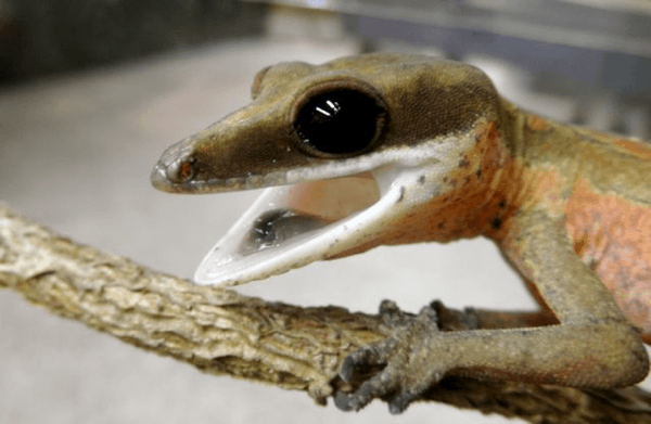 Three to Get Ready: Cat Geckos - Gecko Time - Gecko Time