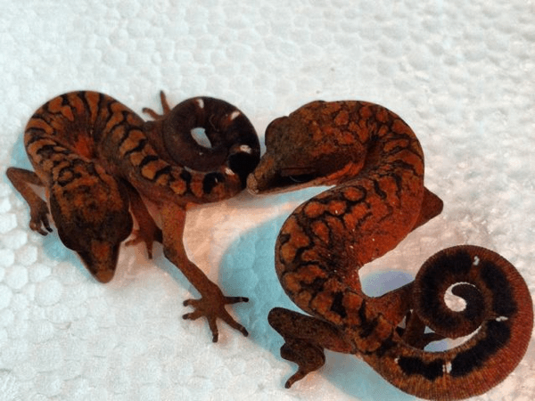 Three to Get Ready: Cat Geckos - Gecko Time - Gecko Time