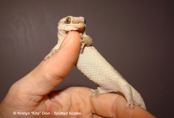 Geckolepis maculata: Learning a New Species - Gecko Time - Gecko Time