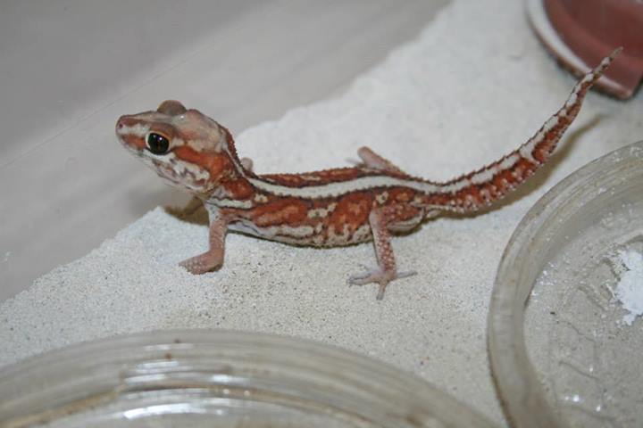 Pictus Gecko - Gecko Time