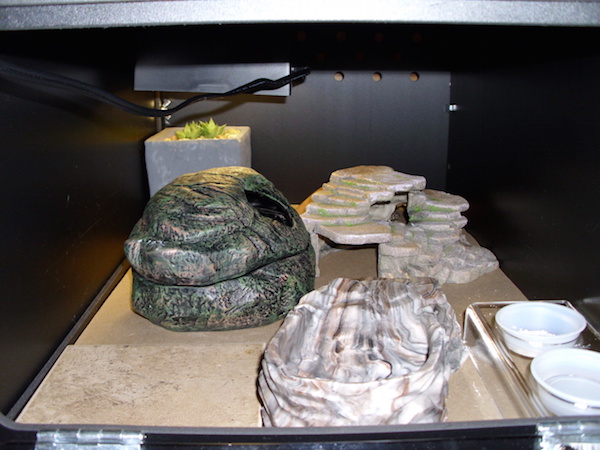 Creating a Bioactive Leopard Gecko Setup - Gecko Time - Gecko Time