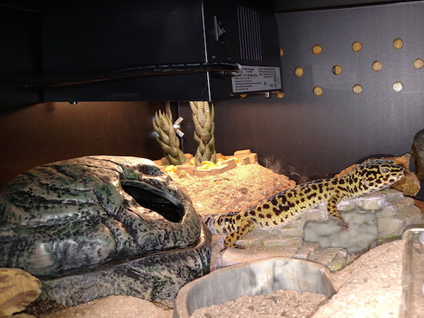 Creating a Bioactive Leopard Gecko Setup - Gecko Time - Gecko Time